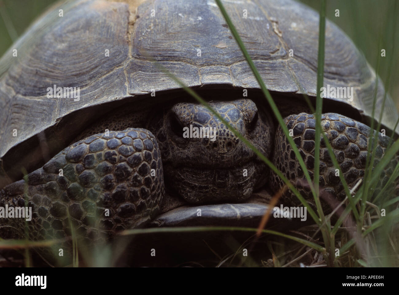 A rare gopher tortoise curls up in its shell in a forest Stock Photo ...
