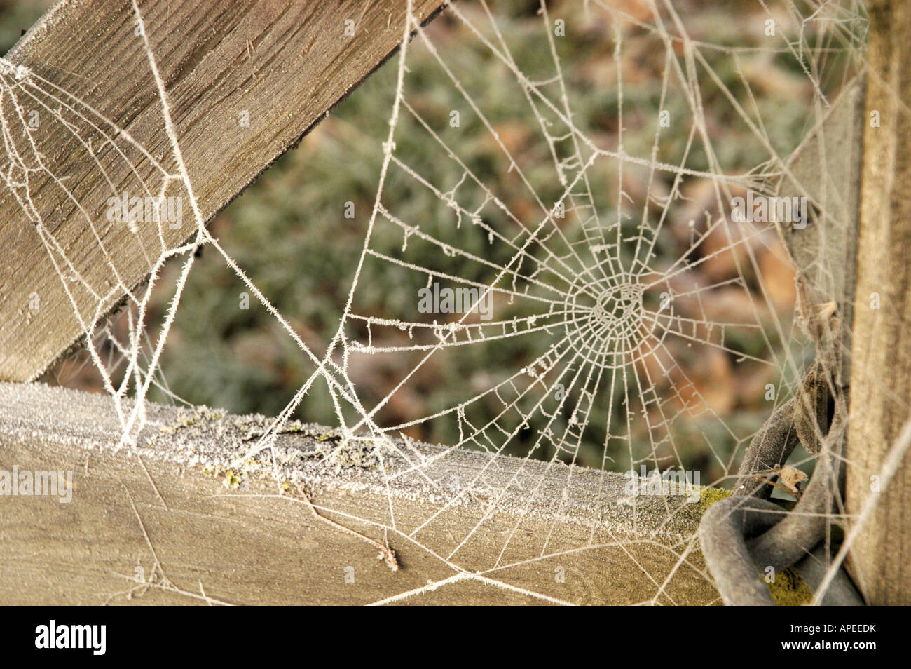 A frosty spiders web on a country gate Stock Photo - Alamy