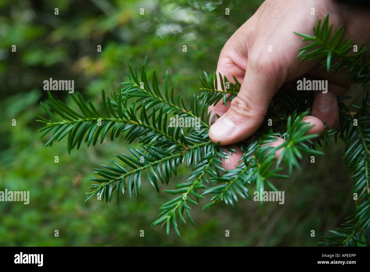 Cancer treatment drug taxol is extracted from this tree Stock Photo - Alamy