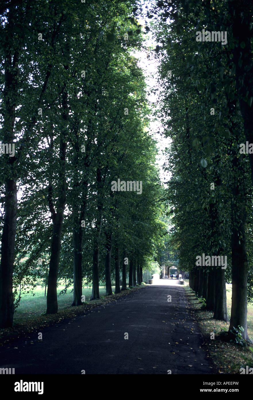 A tree lined path on the university grounds Stock Photo - Alamy