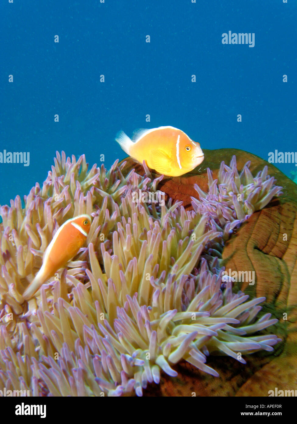 Great barrier reef fish High Resolution Stock Photography and Images ...