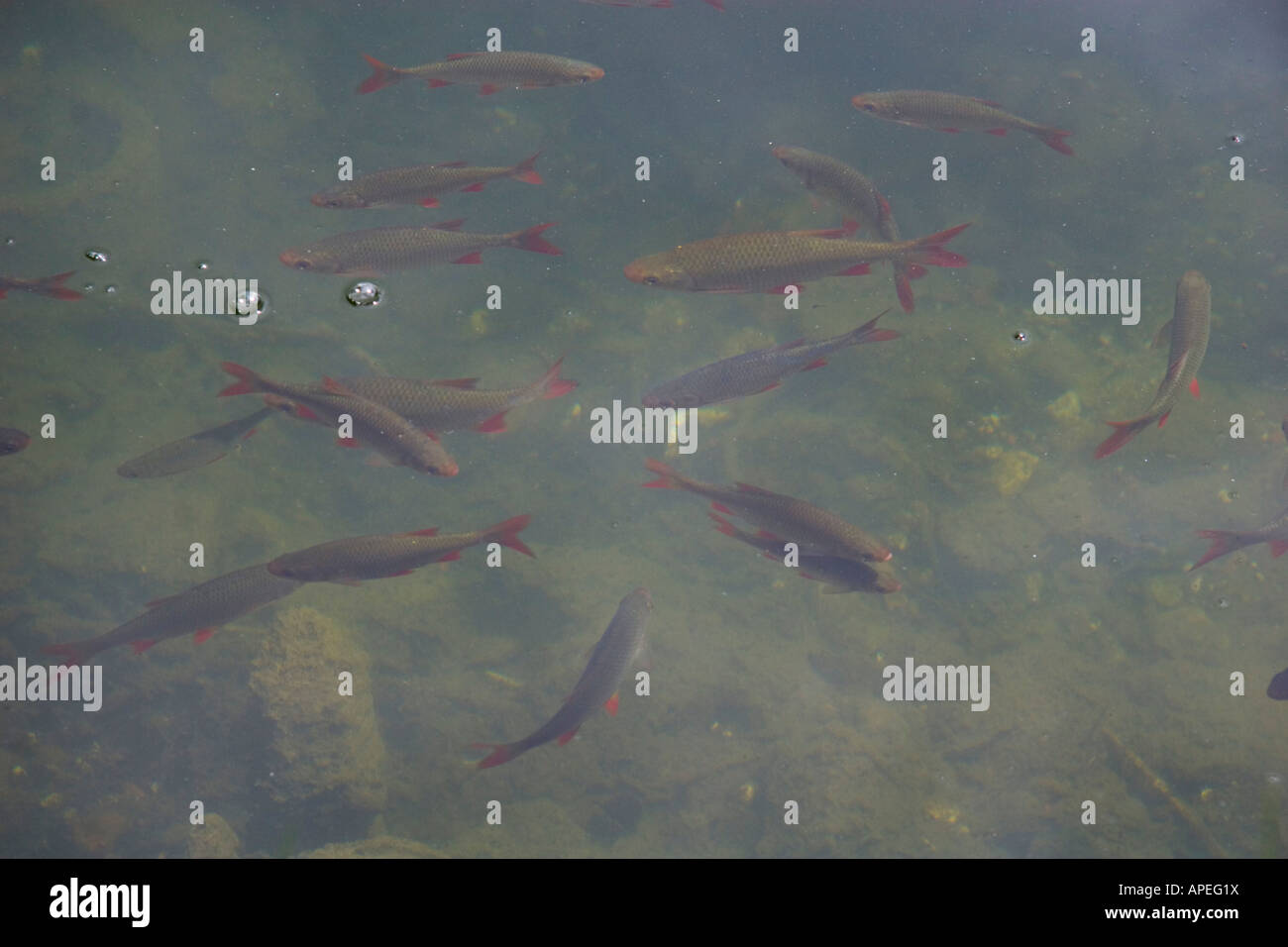 Bavaria GermanyRedfin fish swim in a shallow fresh water lake Stock ...