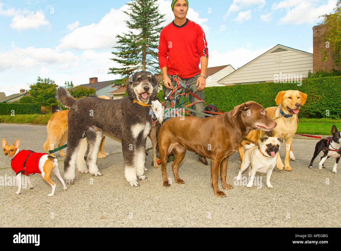 Man walking multiple dogs Stock Photo - Alamy
