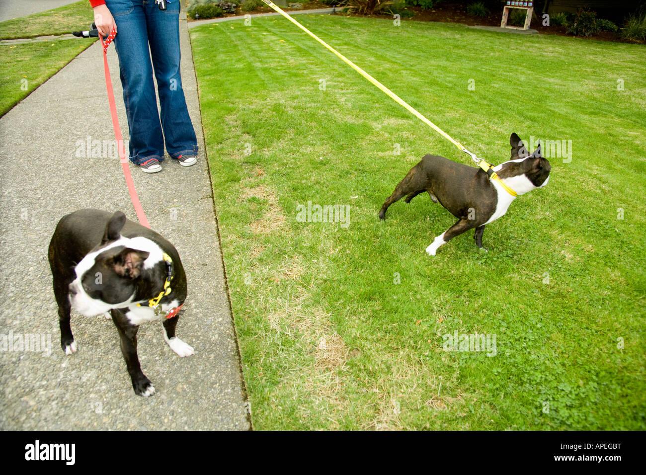 Women holding their dogs hi-res stock photography and images - Alamy