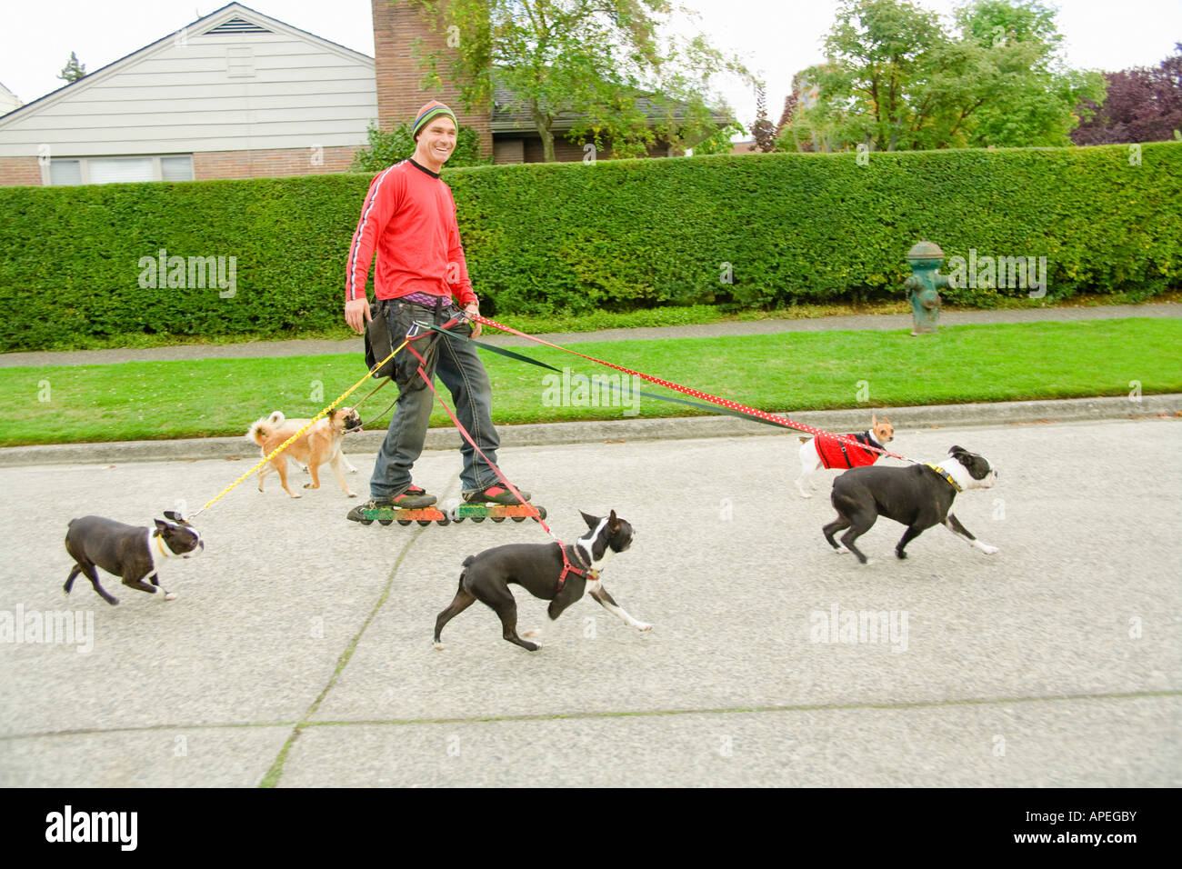Man walking five dogs hi-res stock photography and images - Alamy