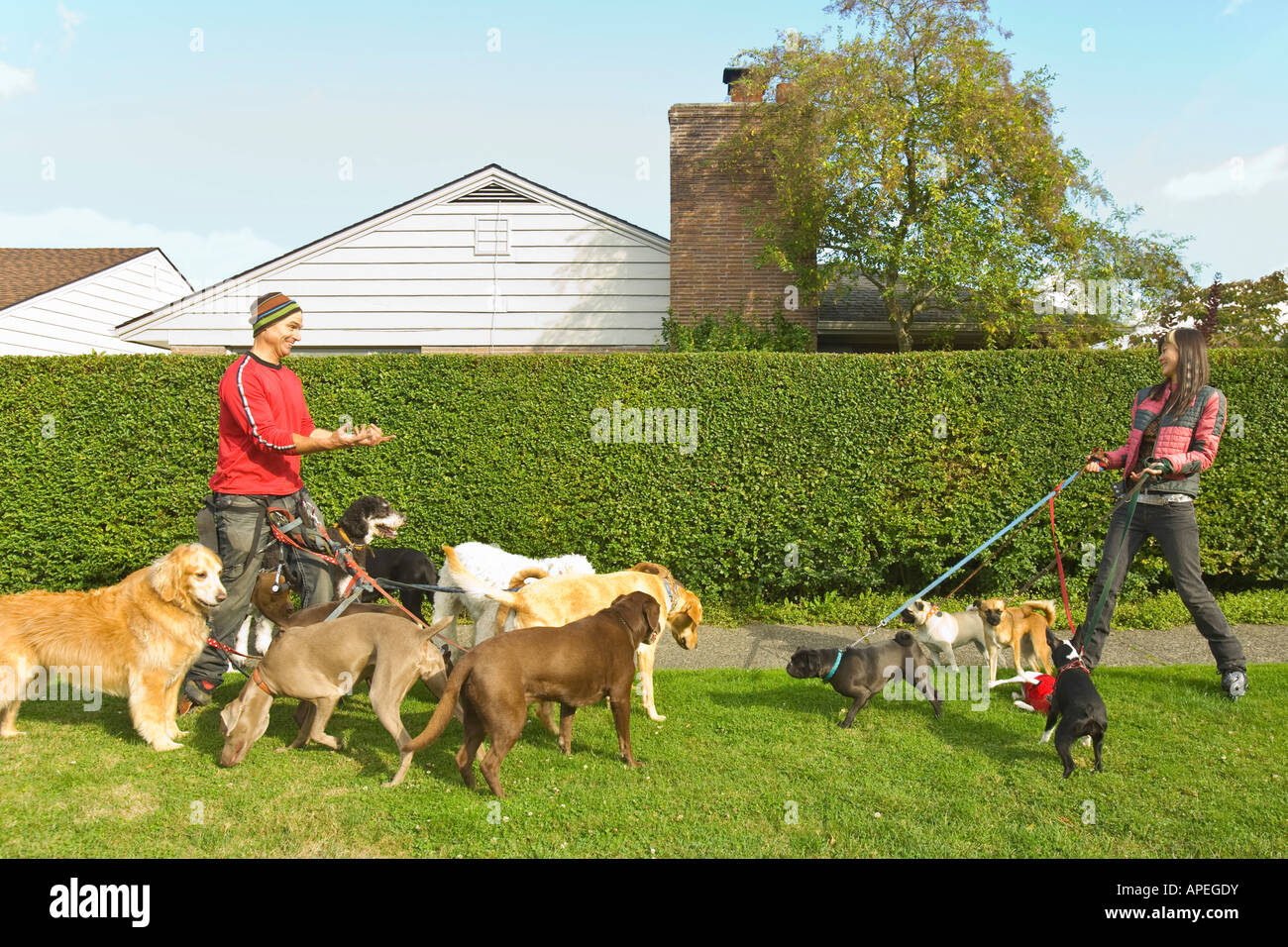 Man and woman walking dogs Stock Photo - Alamy