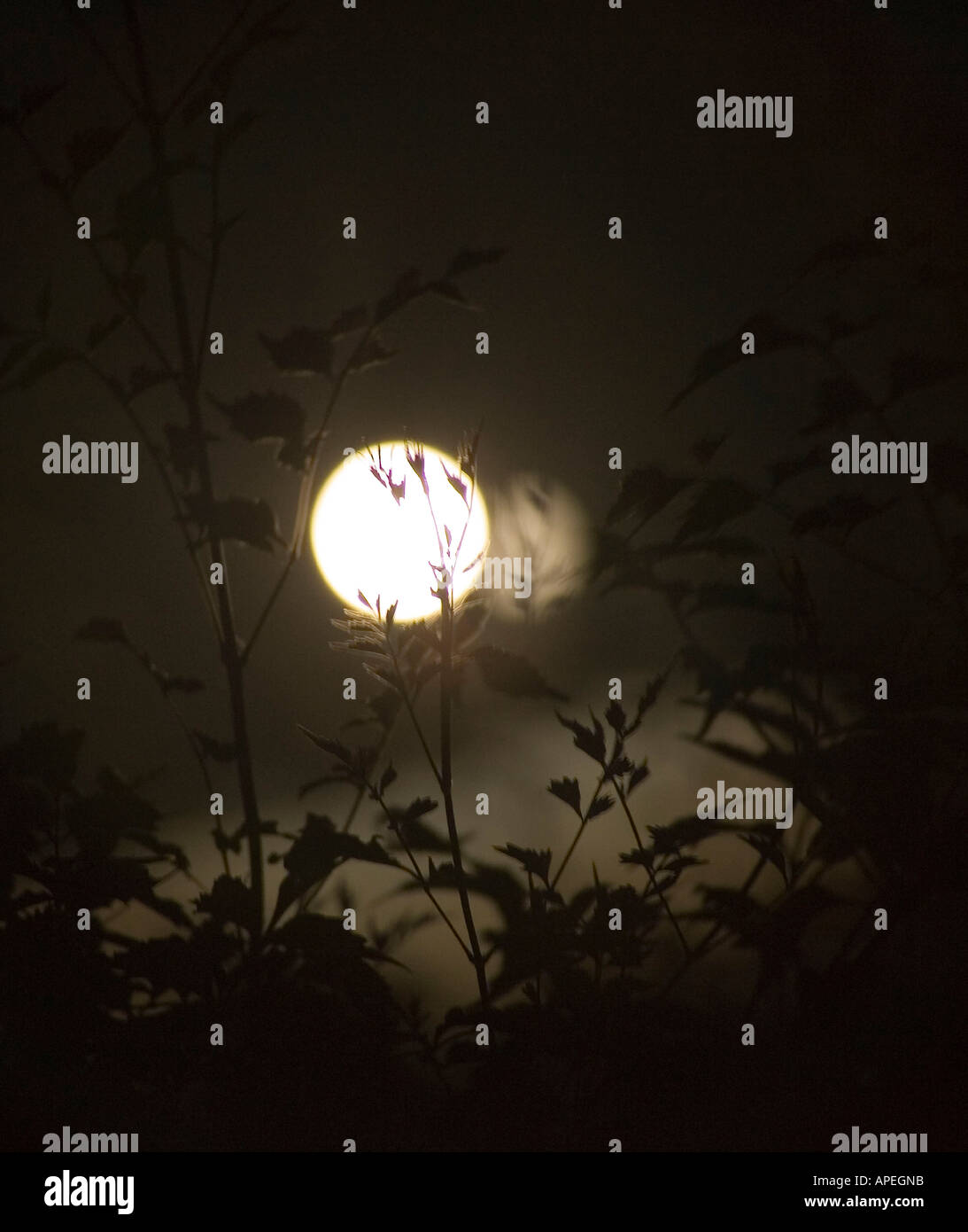 moon at night Stock Photo - Alamy