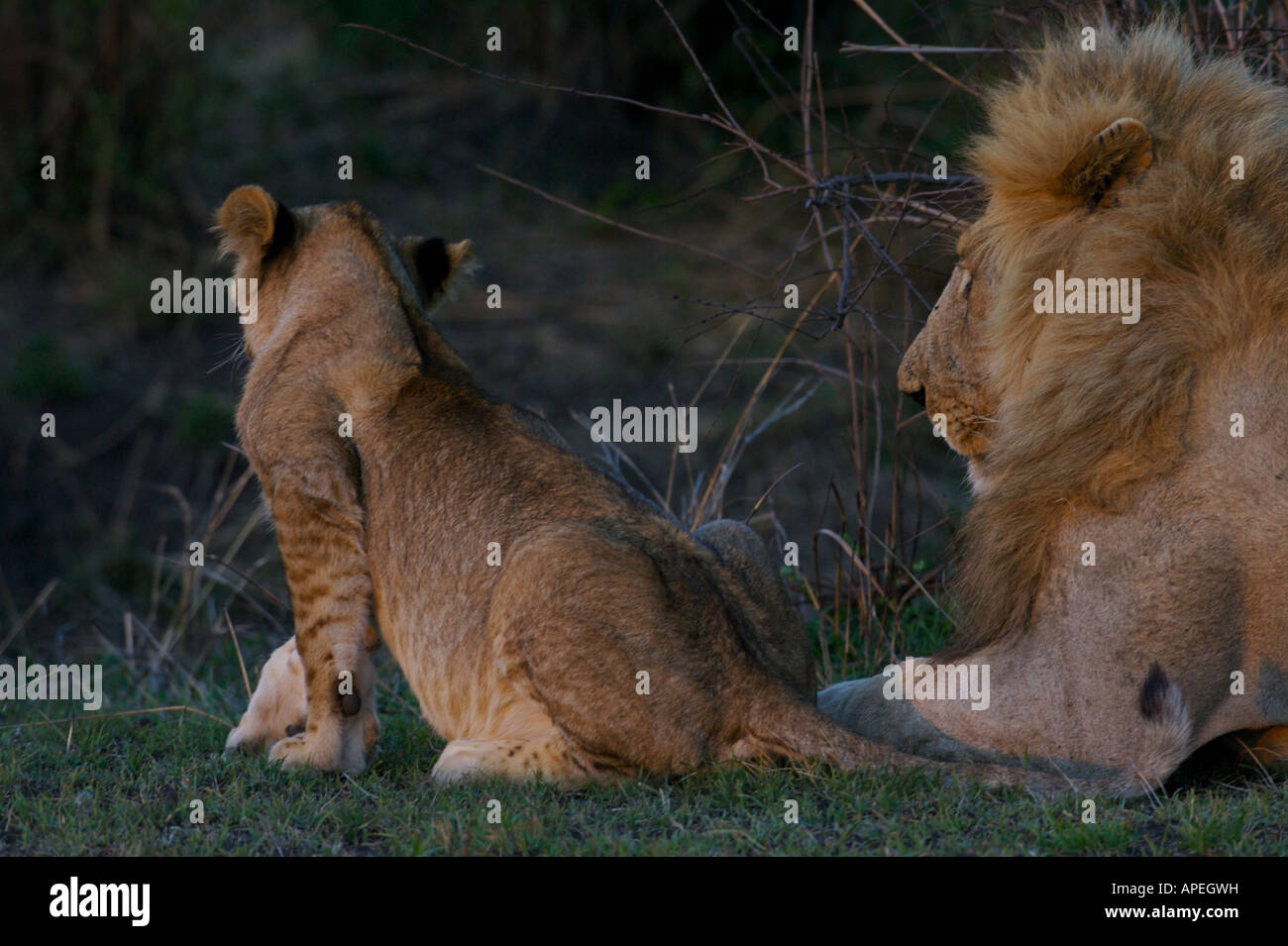 Playing lion cubs wild life animal hi-res stock photography and images ...