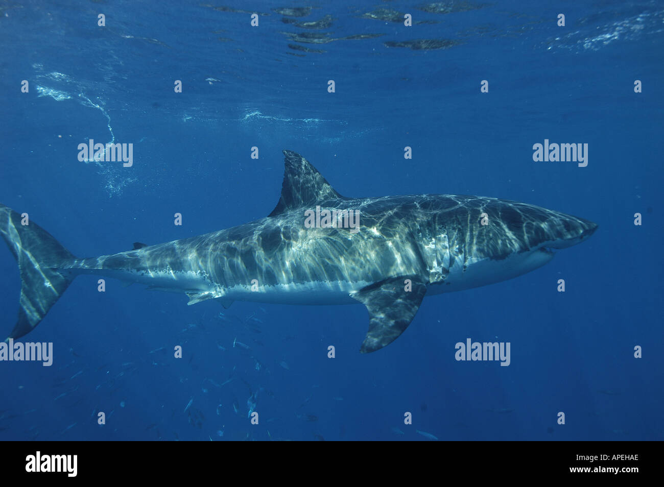 Great White Shark Charcaradon carcarias Guadalupe Island Baja ...