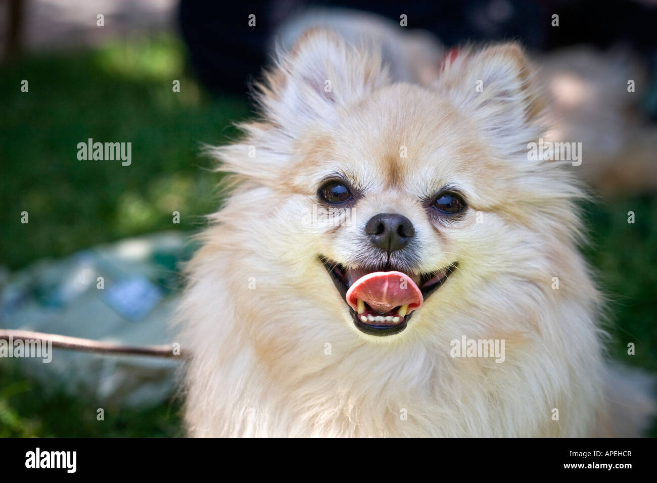 Pomeranian Spitz toy dog breed Stock Photo - Alamy