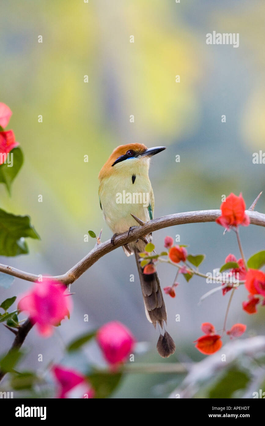 Russet crowned Motmot Momotus mexicanus Sayulita Nayarit Mexico 18 ...