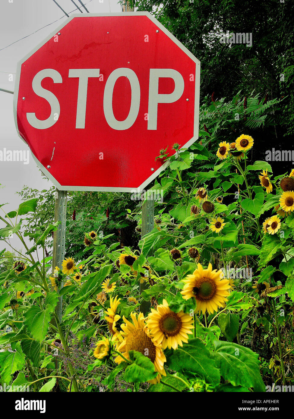 Sunflowers next to a road stop sign, Hammondsport, NY Stock Photo - Alamy
