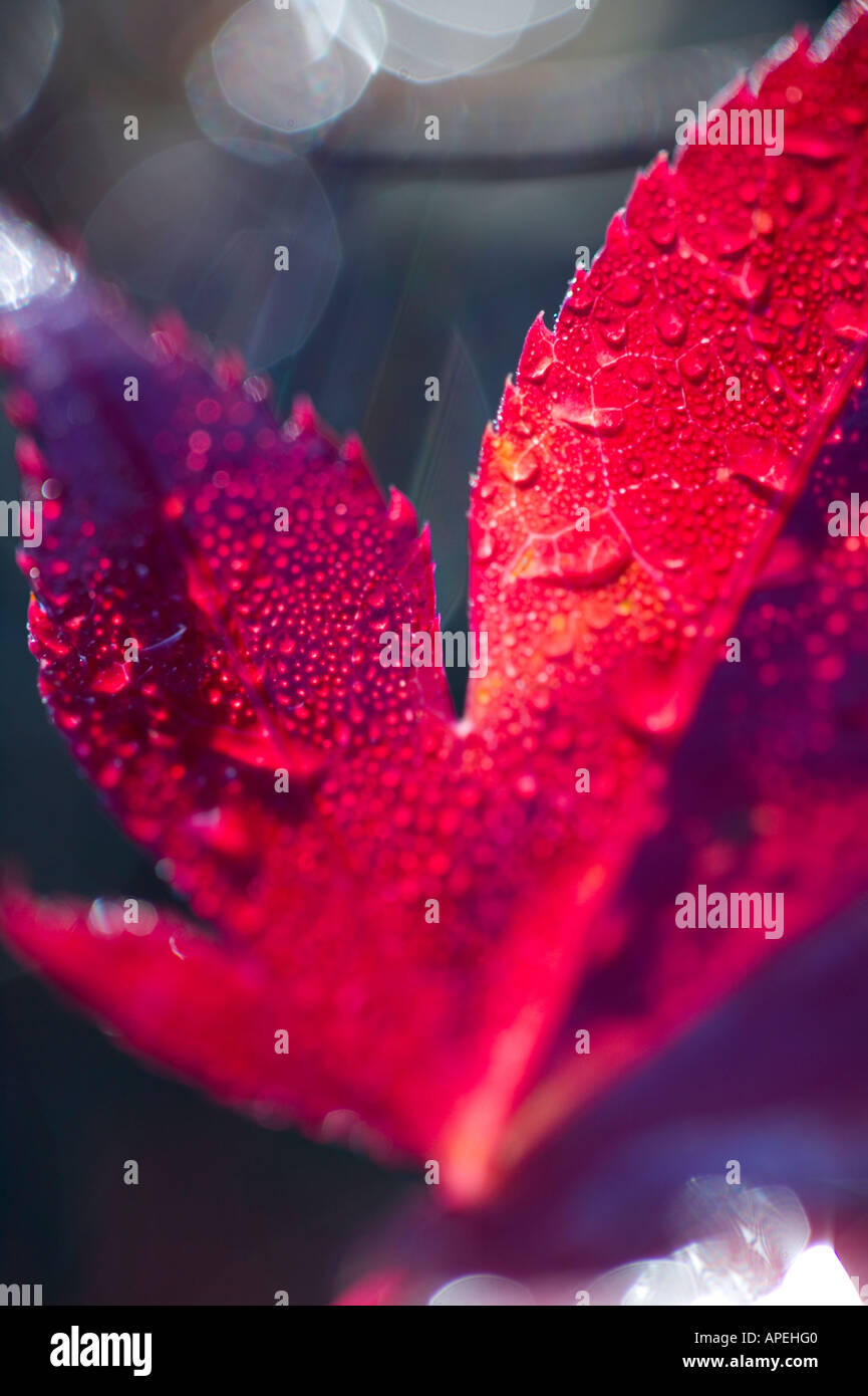 Japanese Maples fall colours Stock Photo - Alamy
