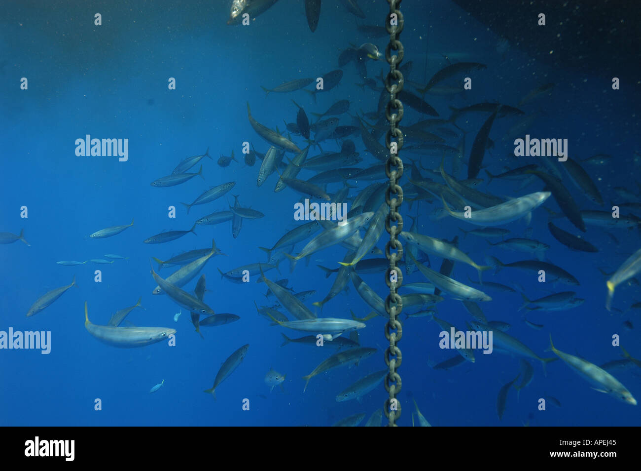 White fish blood chum Great White Shark Charcaradon carcarias Guadalupe ...