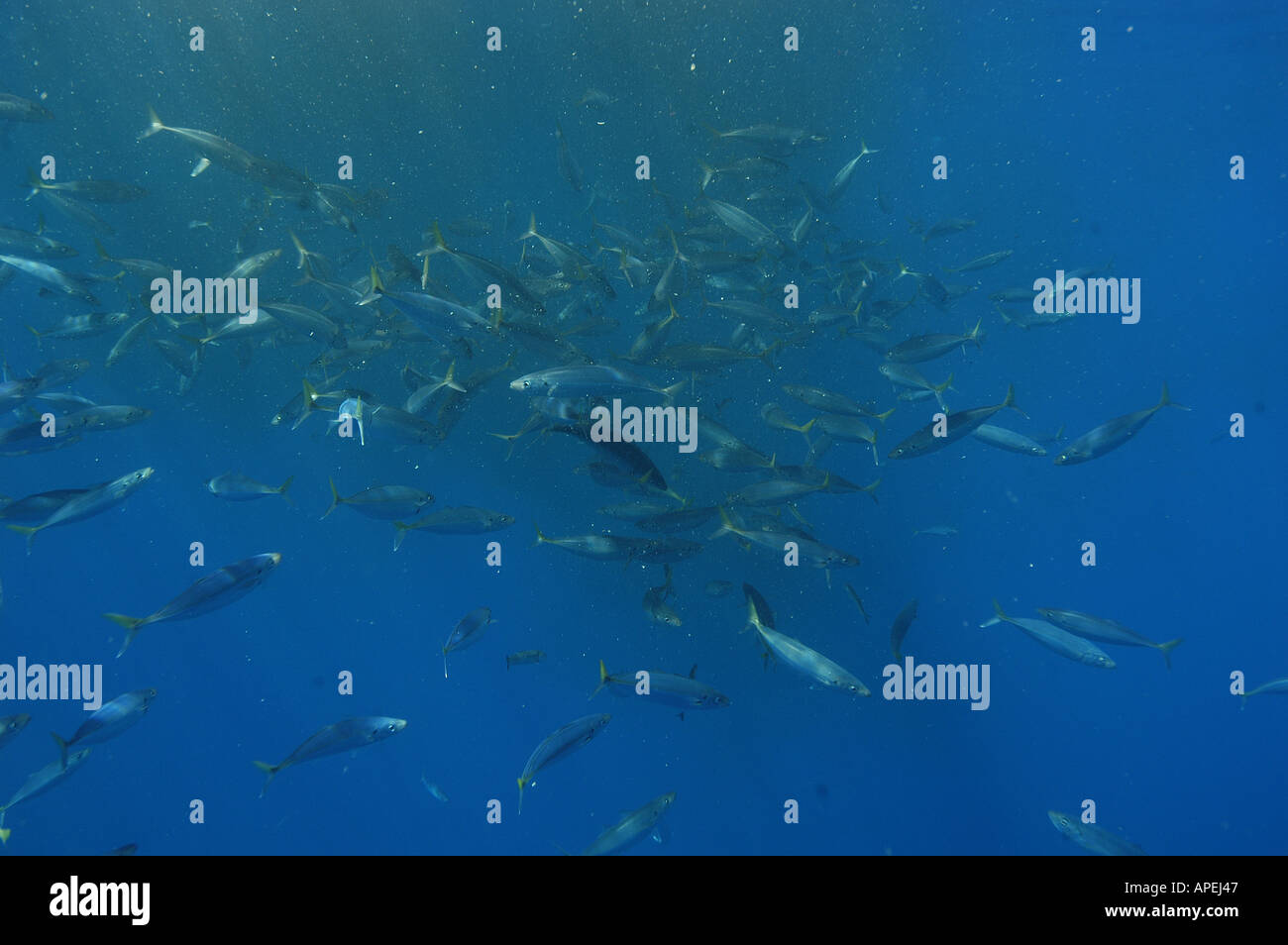 White fish blood chum Great White Shark Charcaradon carcarias Guadalupe ...