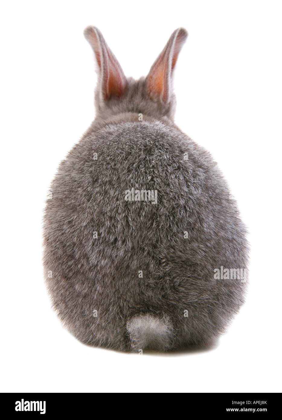 domestic rabbit Oryctolagus cuniculus f. domestica from behind Stock ...