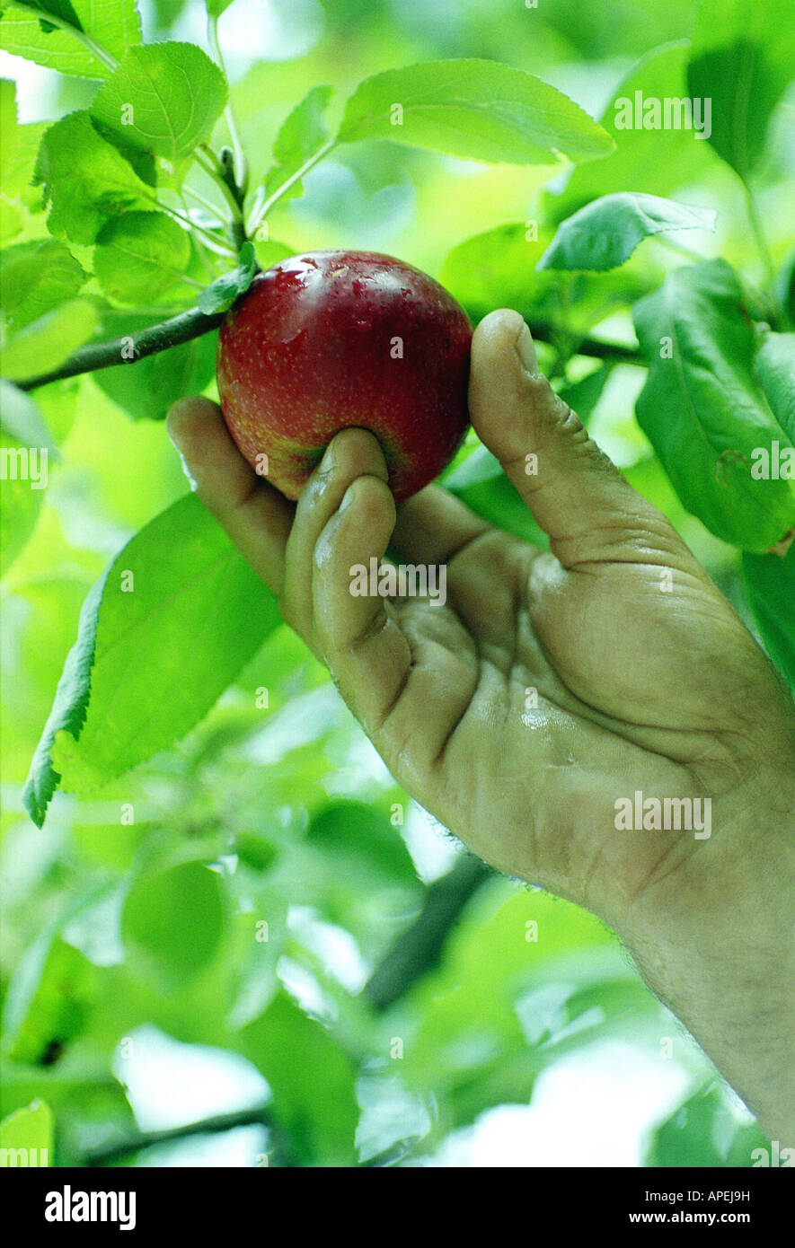 hand picks apple off of tree Stock Photo - Alamy