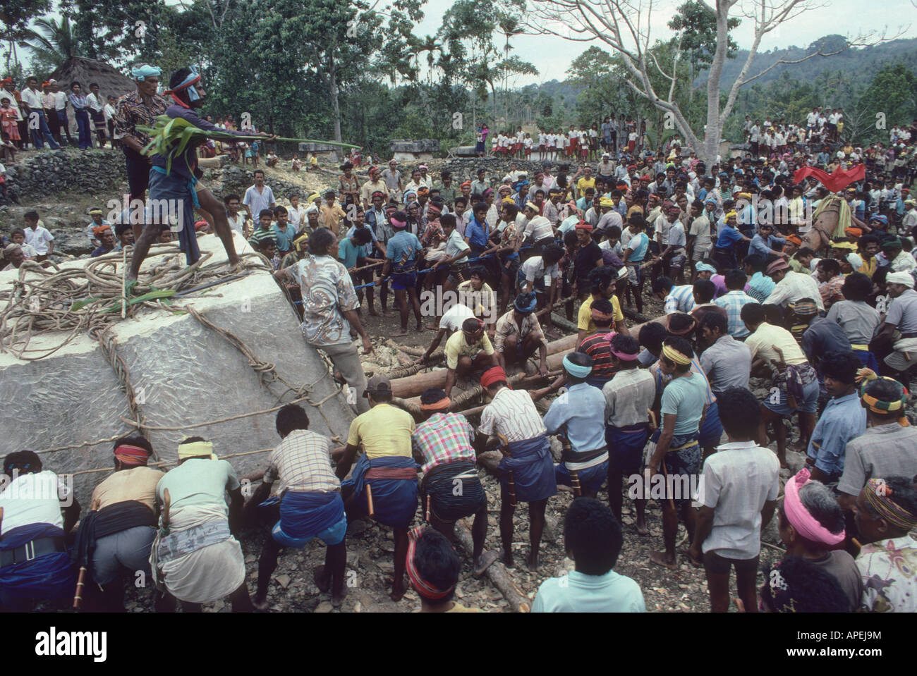 Hundreds of Weyewa indigenous people pulling a 30 ton rock out of a ...