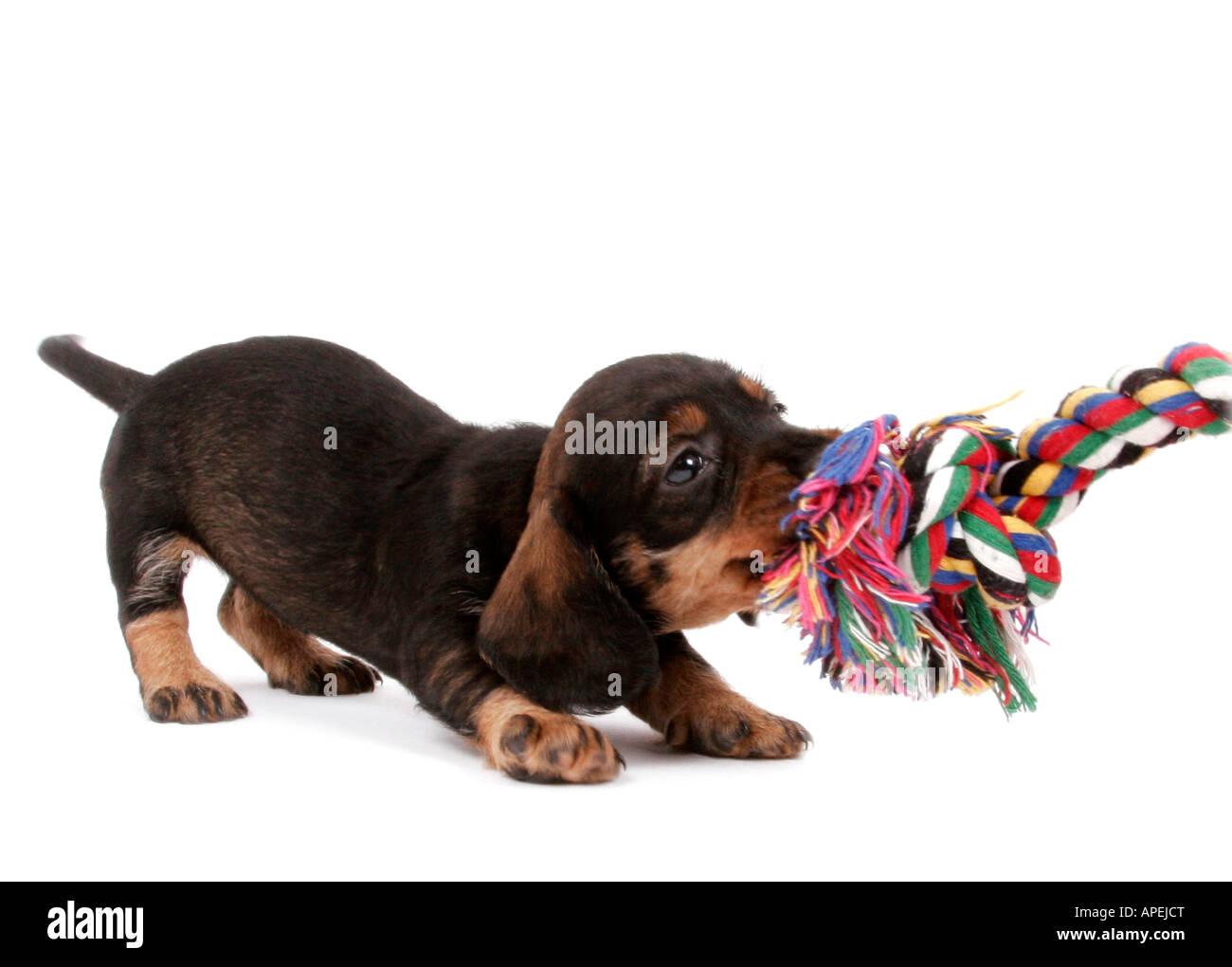 dog domestic dog Canis lupus f. familiaris puppy pulling a colourful ...