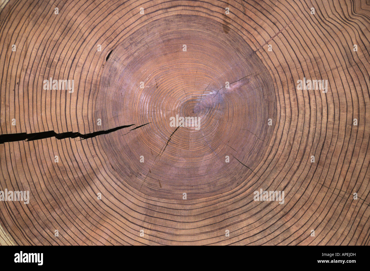 Redwood tree rings hi-res stock photography and images - Alamy