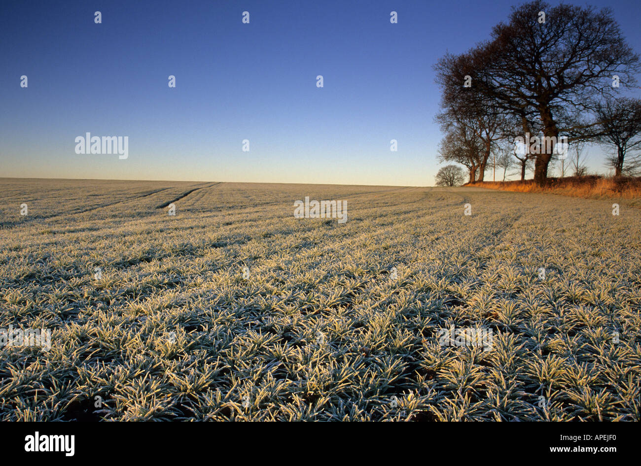Frosty Field in Cheshire Stock Photo - Alamy