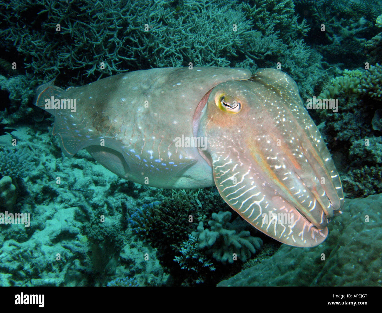 Cuttlefish Agincourt Reef Great Barrier Reef North Queensland Australia ...