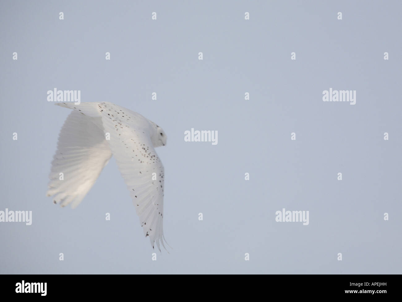 Snowy Owl in flight Stock Photo - Alamy