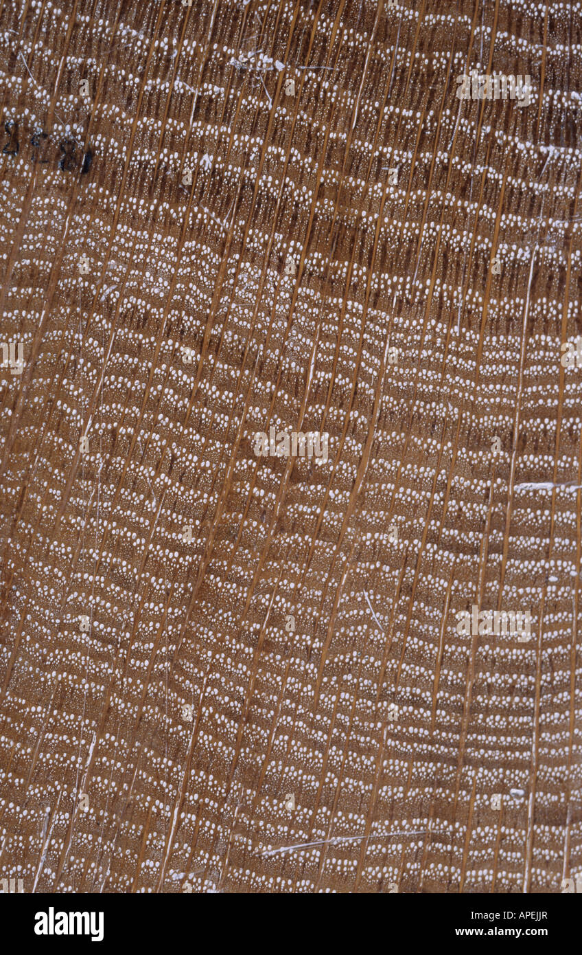Oak tree tree rings hi-res stock photography and images - Alamy
