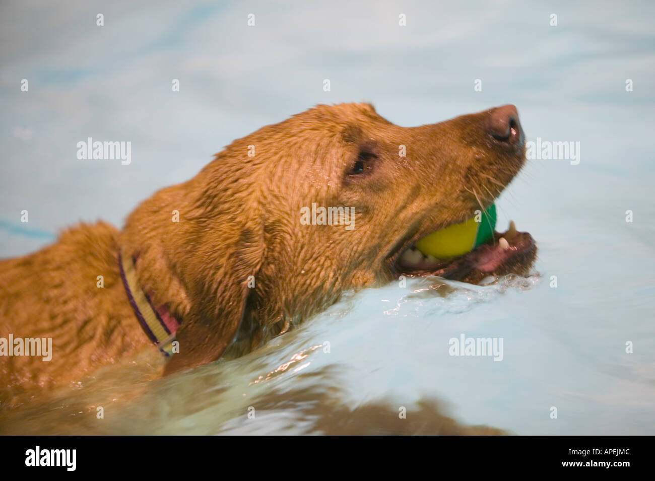 Labrador swims hi-res stock photography and images - Alamy