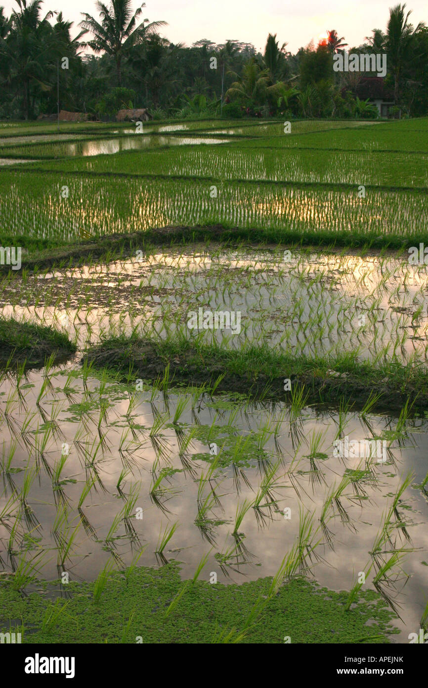 rice paddies, Bali, Indonesia Stock Photo - Alamy
