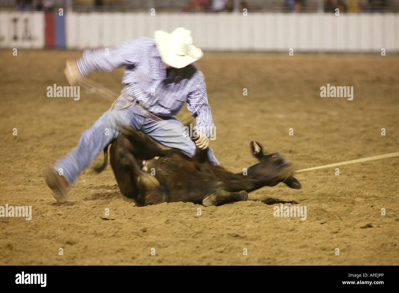 Roping performance hi-res stock photography and images - Alamy