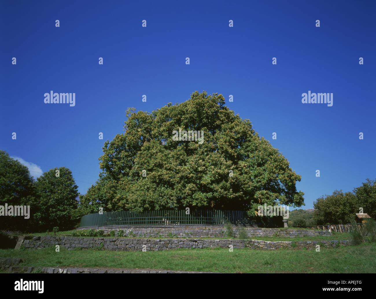 The worlds largest ever recorded tree, the Tree of a Hundred Horses was ...