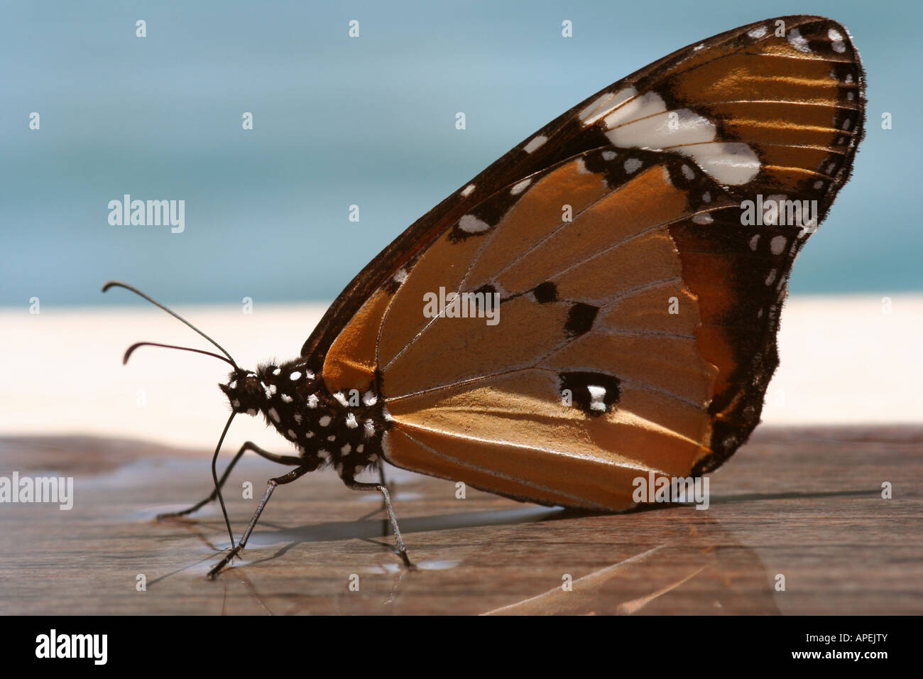African butterfly hi-res stock photography and images - Alamy