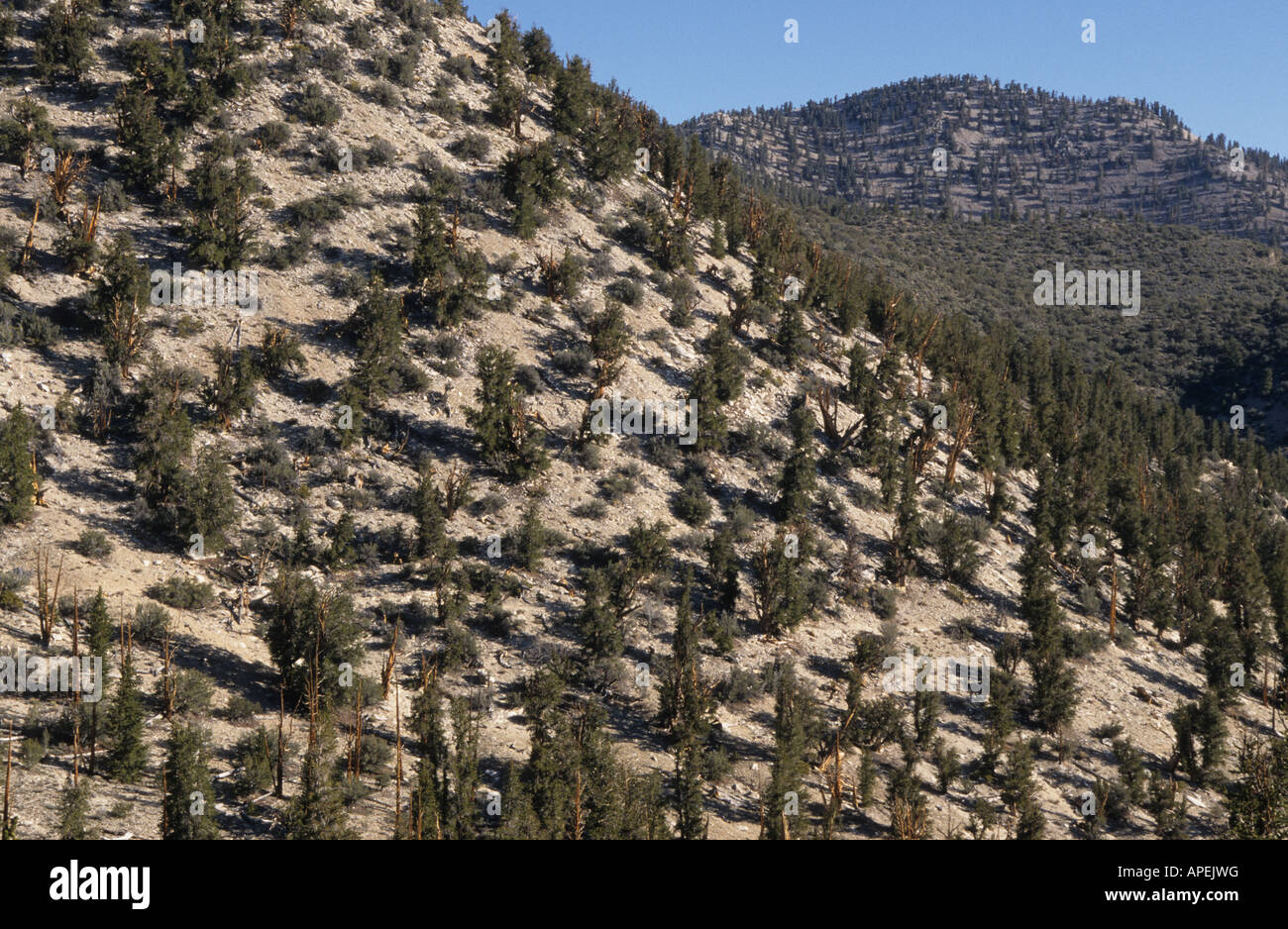 An ancient two thousand year-old bristle cone pines (Pinus longaeva ...