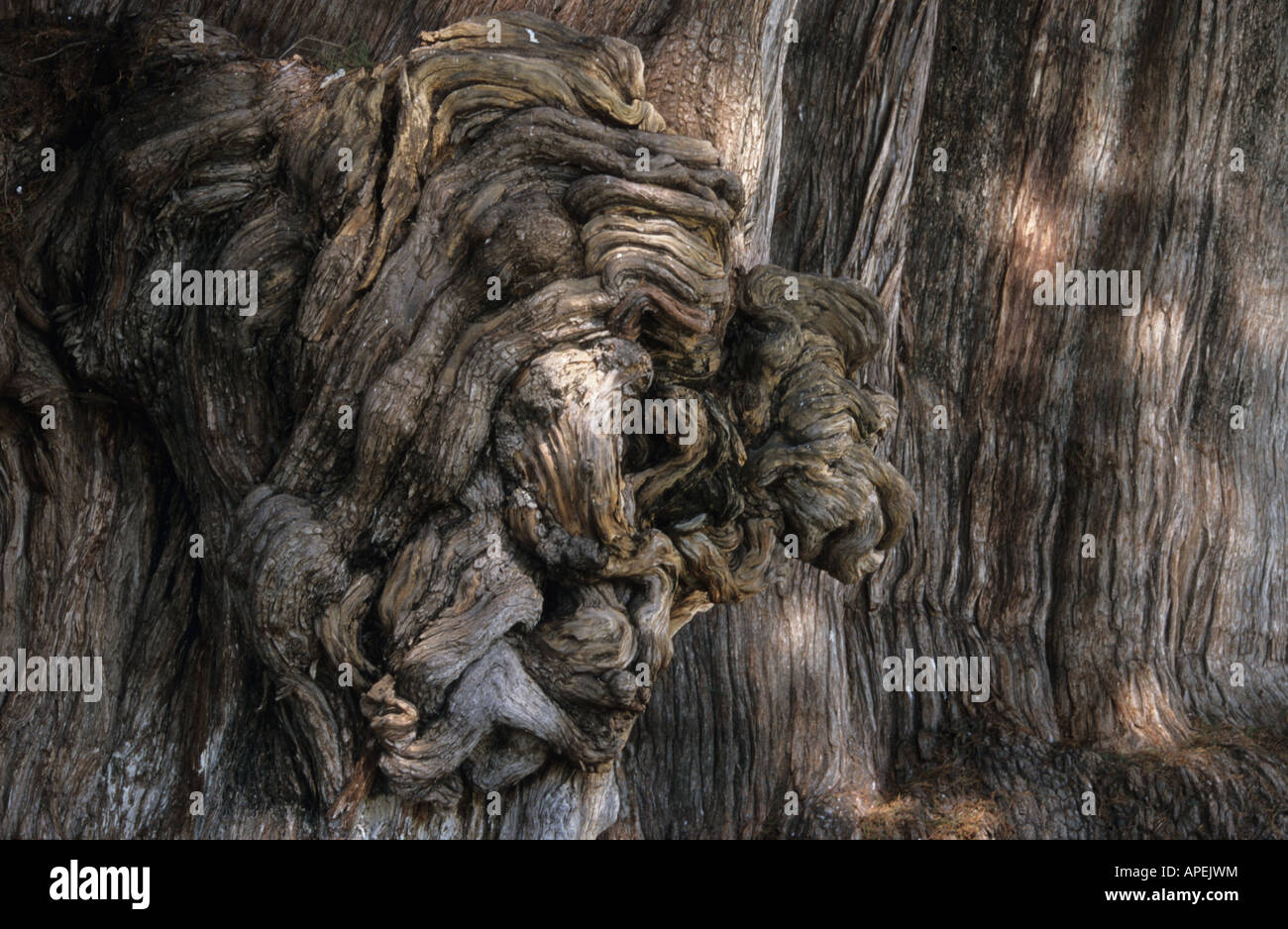 A burr on the bark of the ancient tree called El Tule (3000 years old ...