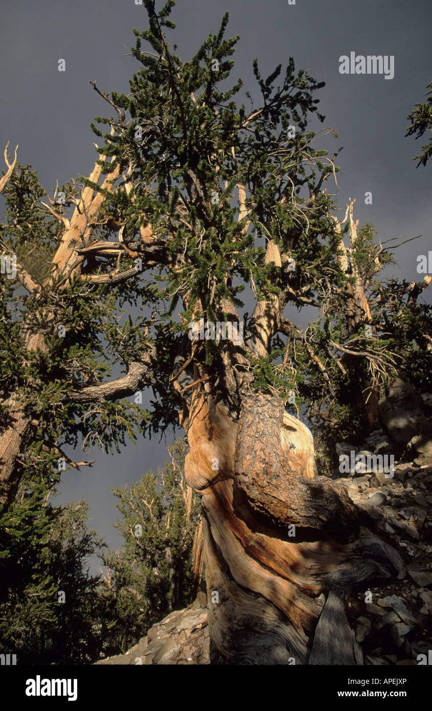 An ancient two thousand year-old bristle cone pine (Pinus longaeva ...