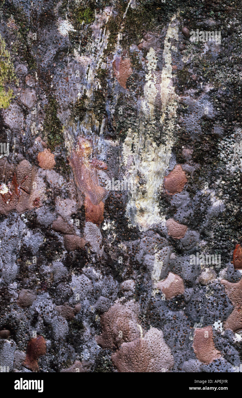 Sap oozing out of the tree hi-res stock photography and images - Alamy