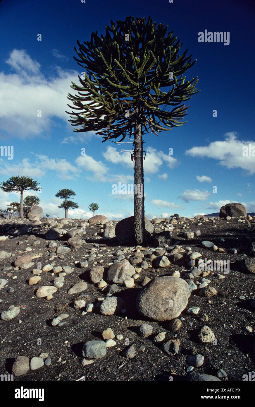 Ash snake hi-res stock photography and images - Alamy