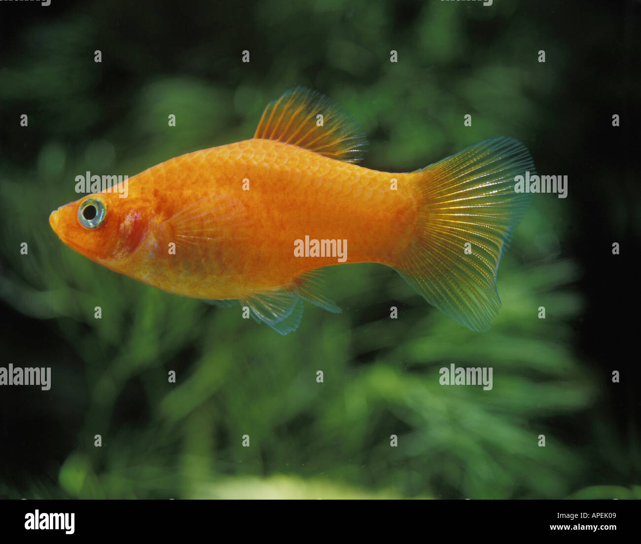 Platy Xiphophorus variatus Labat Rouquette VWPics com Stock Photo - Alamy