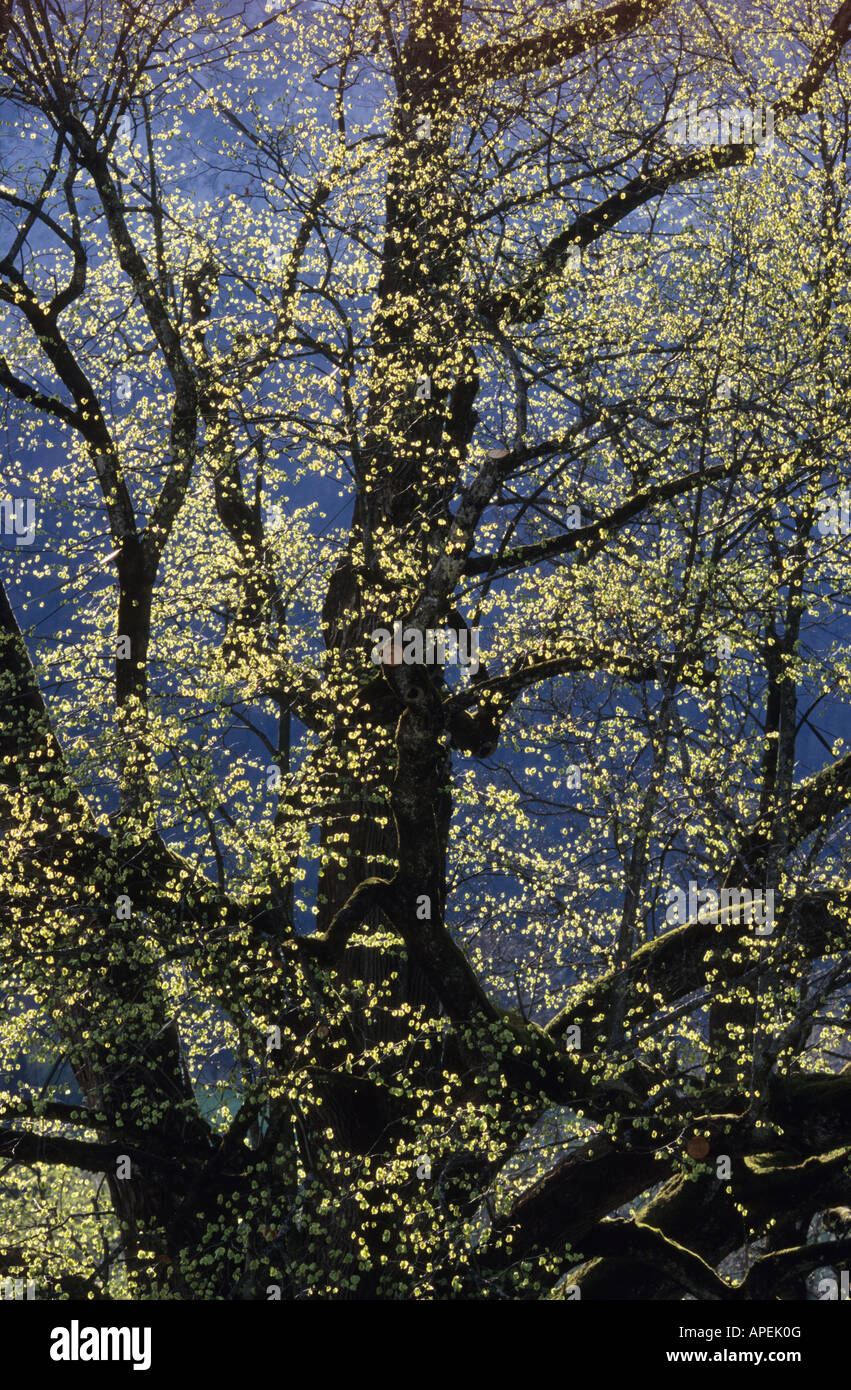Backlit fresh green leaves in May of the Hinderberg Lime tree one of ...