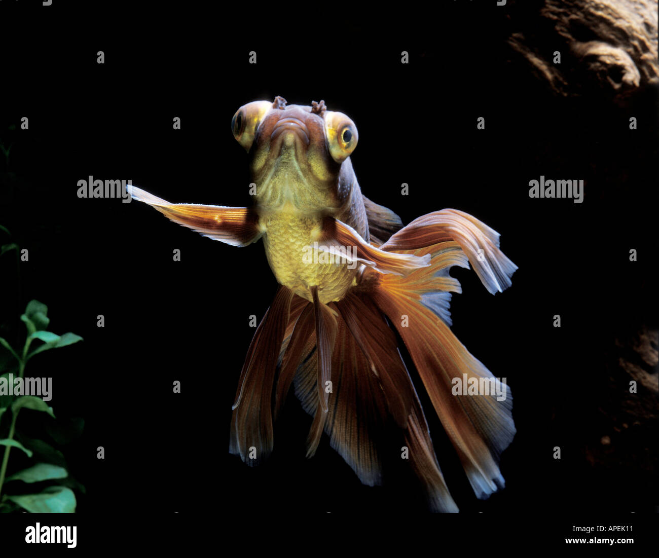 Voile de poisson hi-res stock photography and images - Alamy