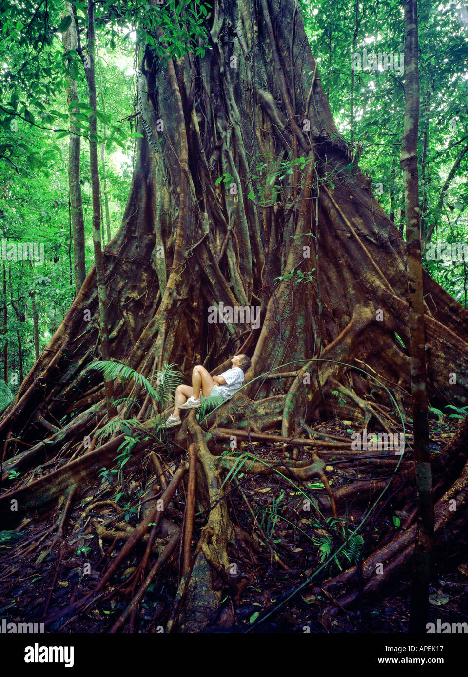 Tree Roots Queensland Australia Labat Rouquette VWPics com Stock Photo ...