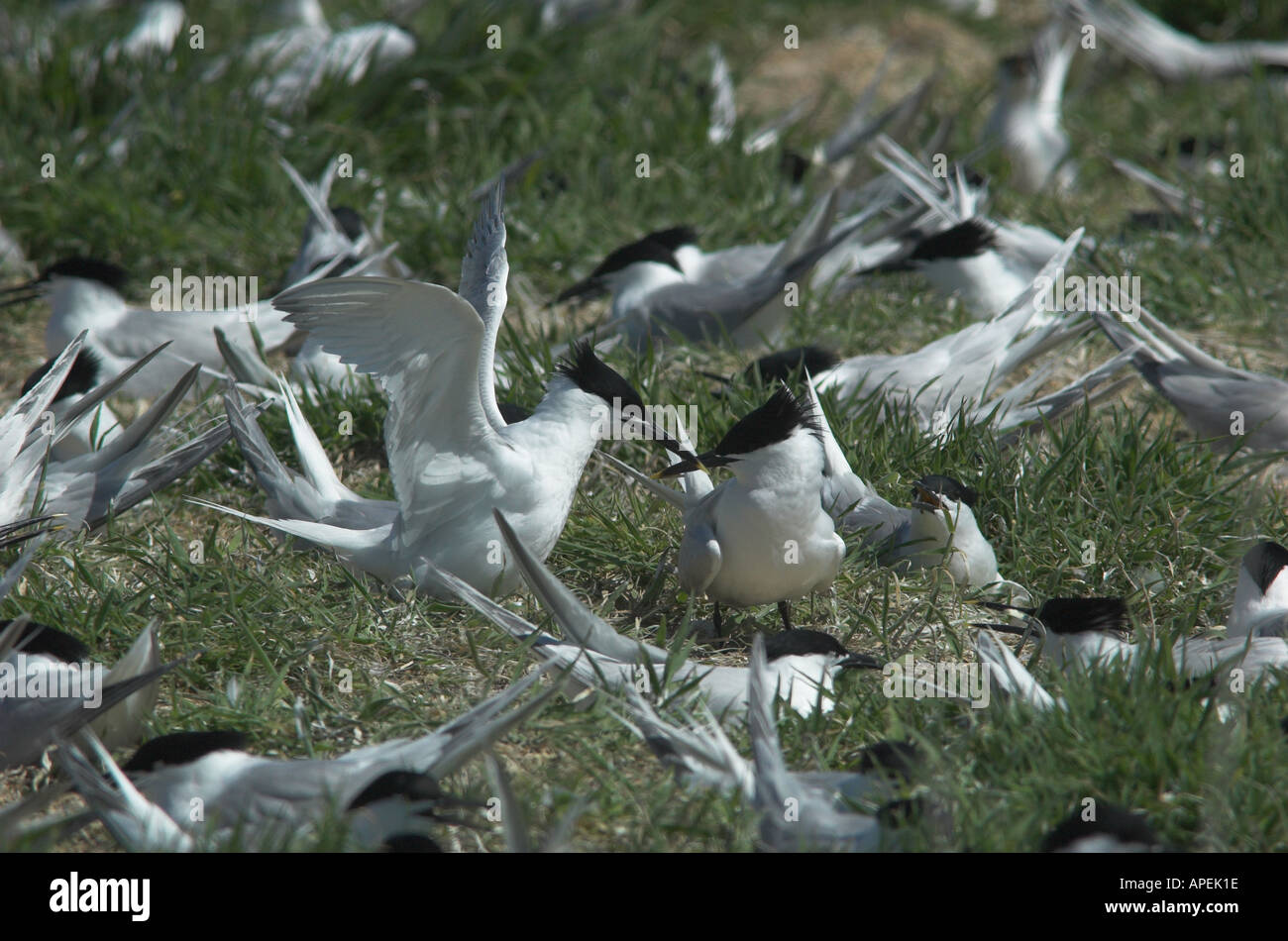 Group of arctic terns at farne islands uk Stock Photo - Alamy