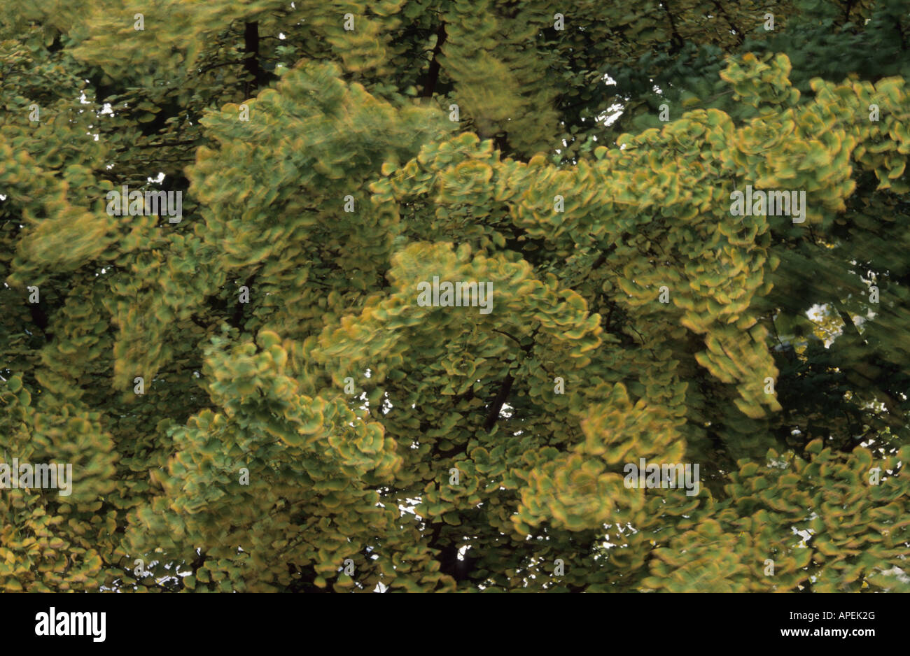 Ginkgo sacred tree hi-res stock photography and images - Alamy