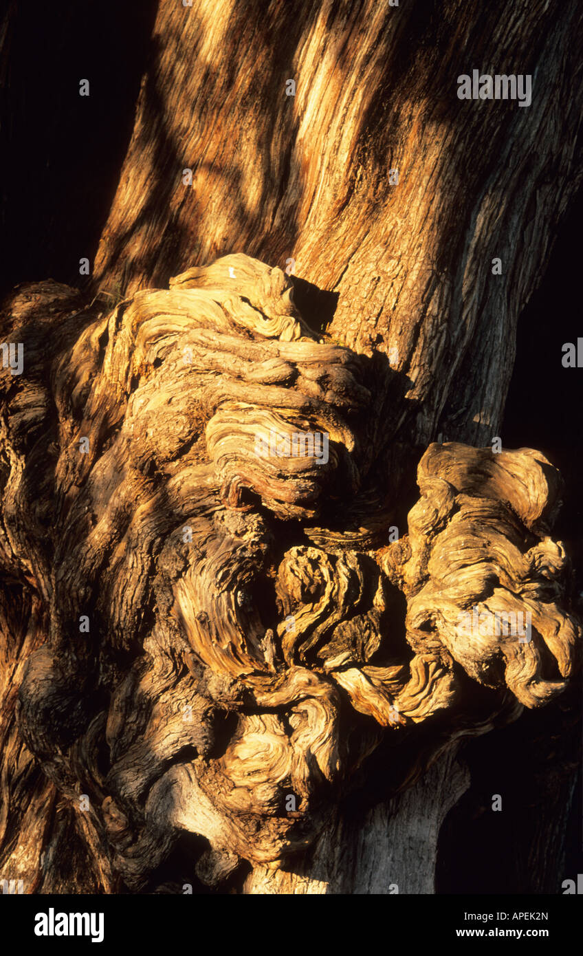 El tule tree hi-res stock photography and images - Alamy