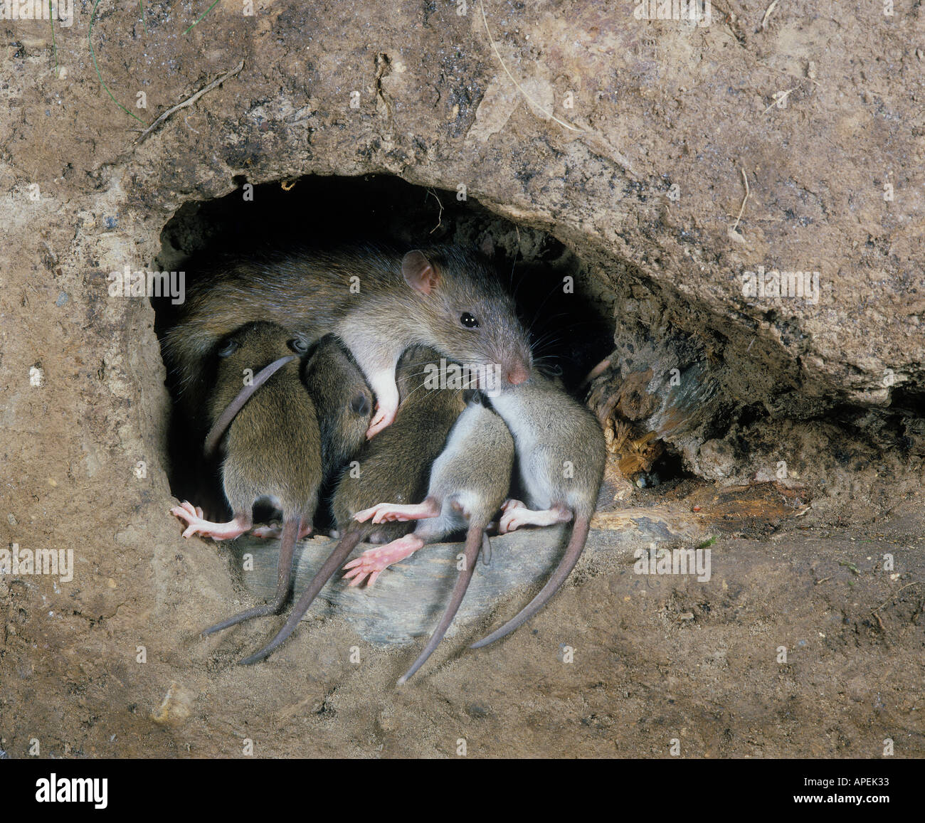 Brown Rat Ratus Norvégicus Labat Rouquette VWPics com Stock Photo - Alamy