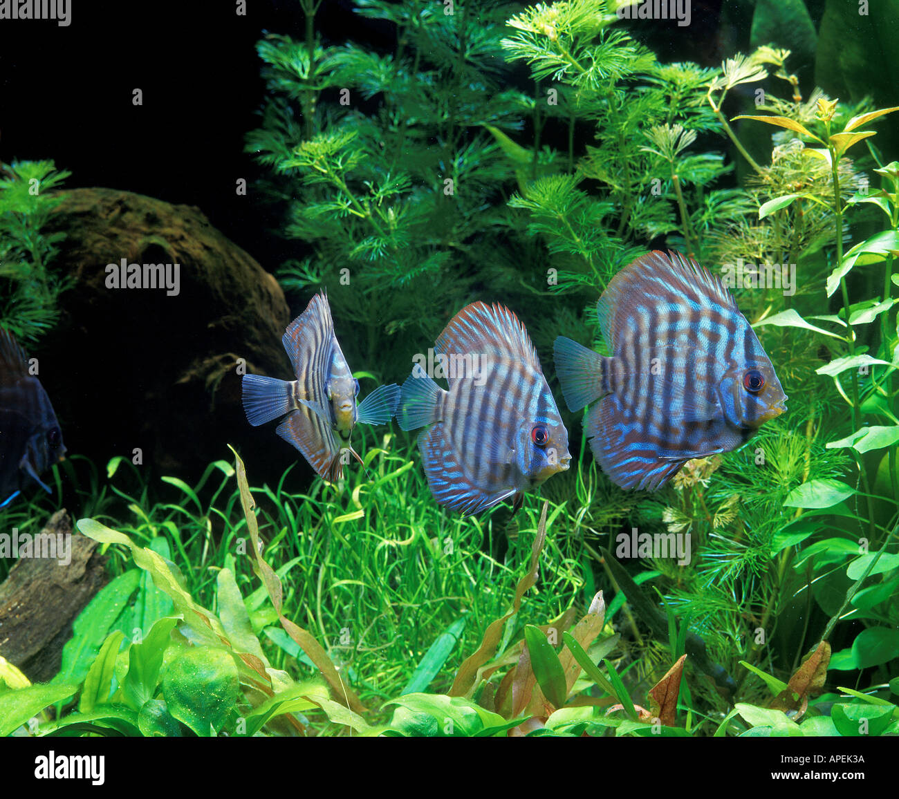 Wattley Panda Discus Symphysodon Discus Labat Rouquette VWPics com ...