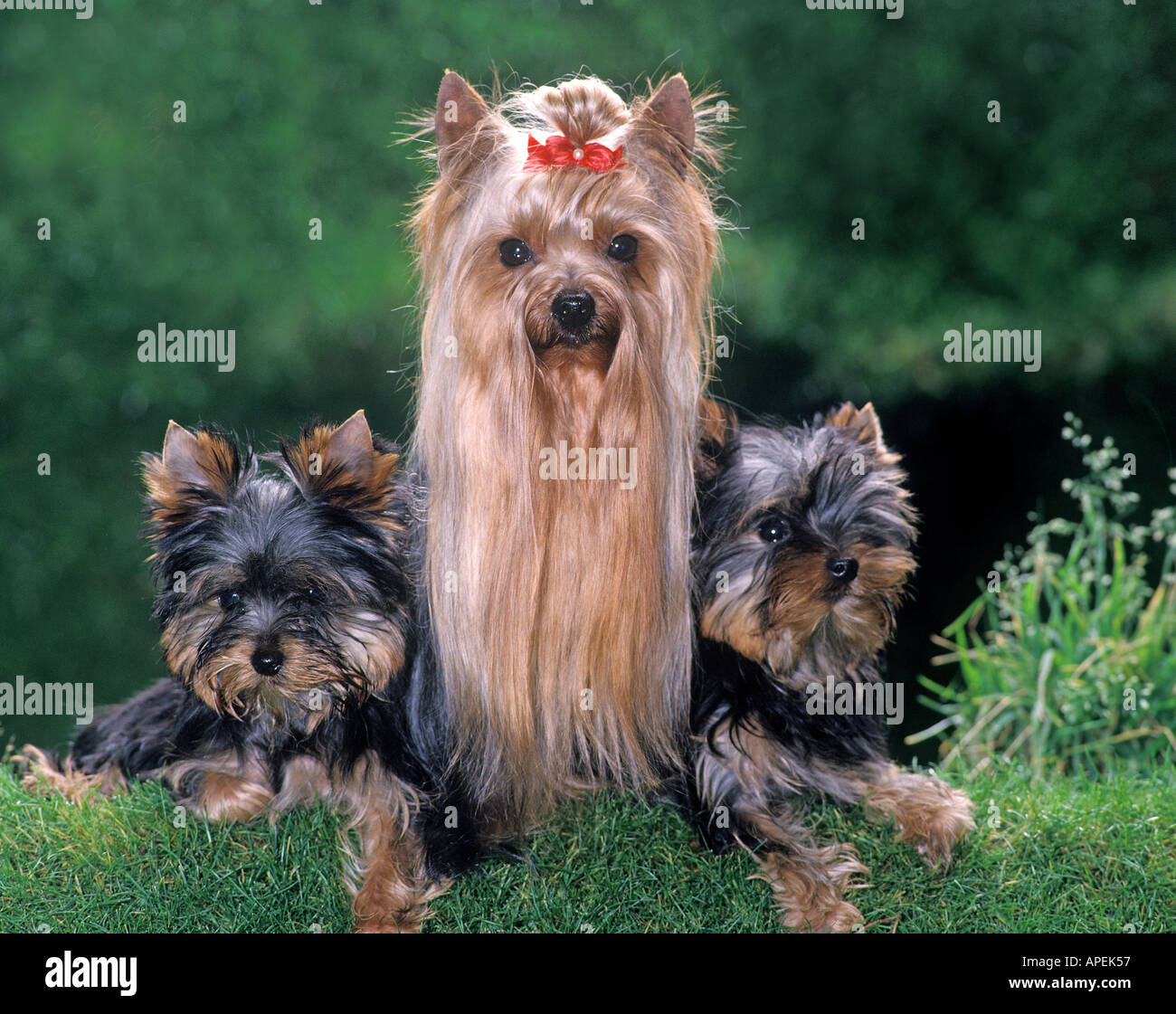 Labat hi-res stock photography and images - Alamy