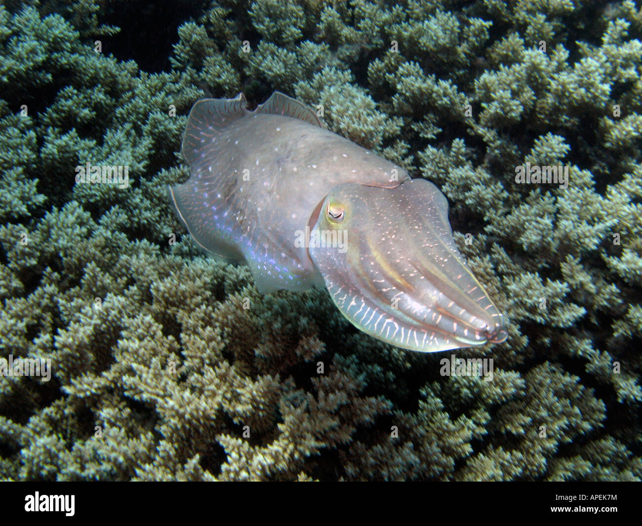 Cuttlefish hi-res stock photography and images - Alamy