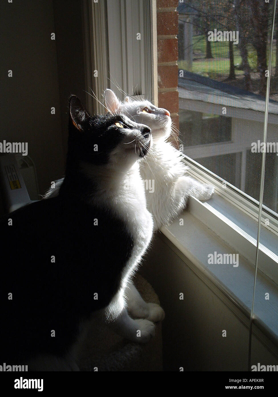 Cat bird window hi-res stock photography and images - Alamy